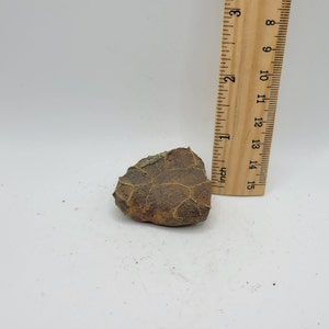 Barite Concretions (turtle Rock) - Etsy