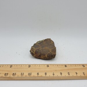 Barite Concretions (turtle Rock) - Etsy