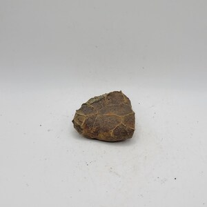 Barite Concretions (turtle Rock) - Etsy