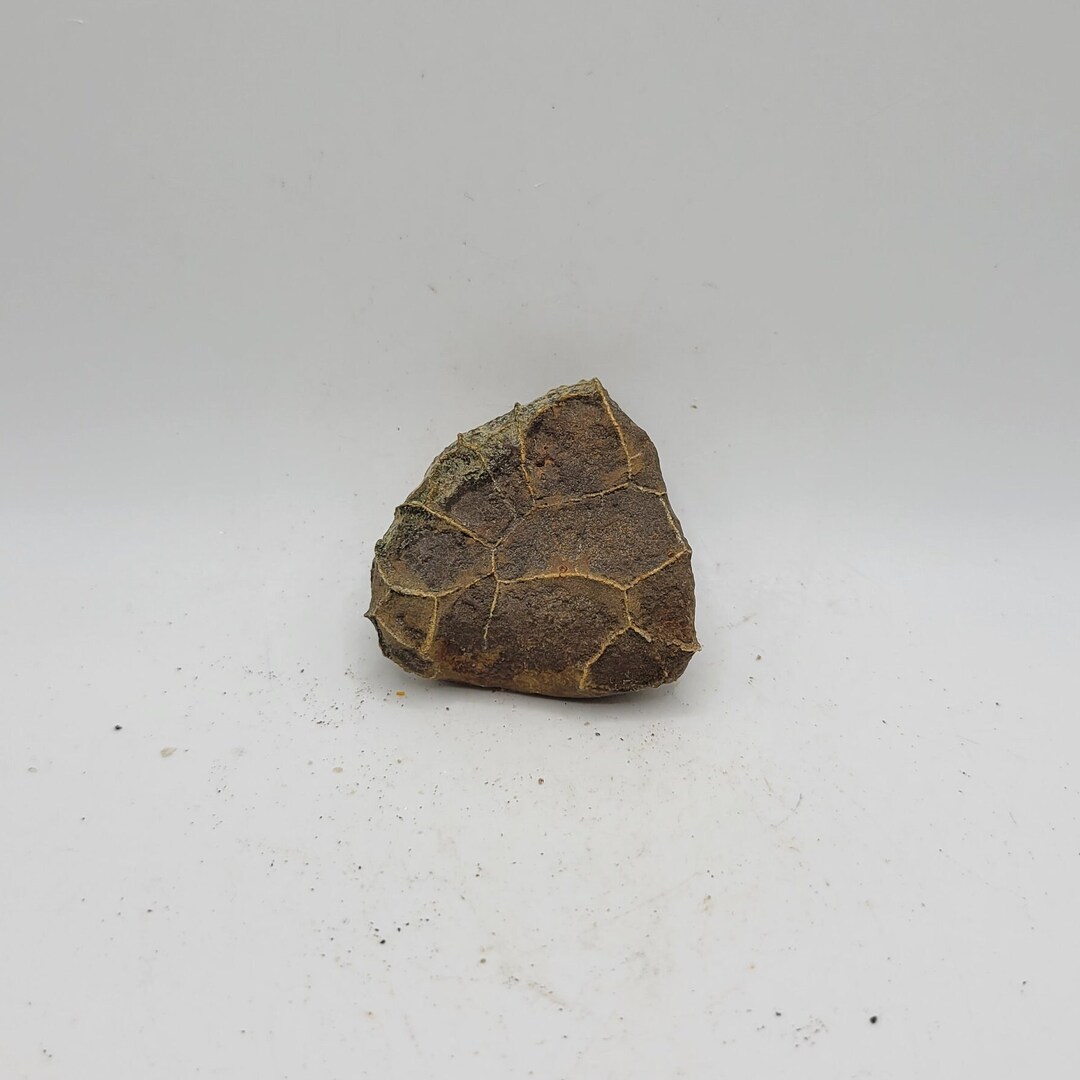 Barite Concretions (turtle Rock) - Etsy