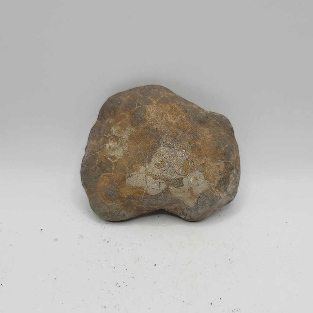 Barite Concretions (turtle Rock) - Etsy