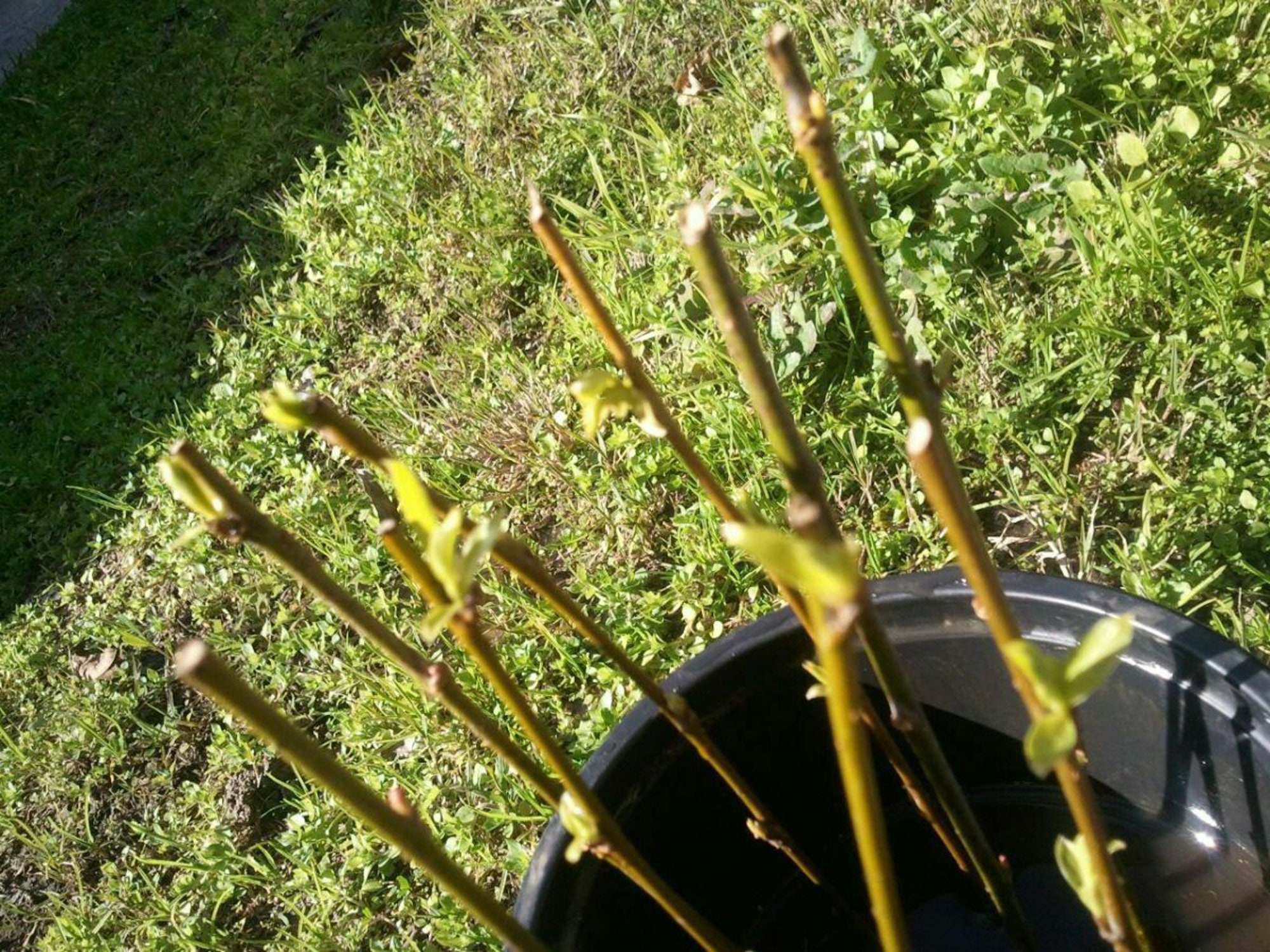 Starting Trees From Cuttings Starting Trees From Cuttings