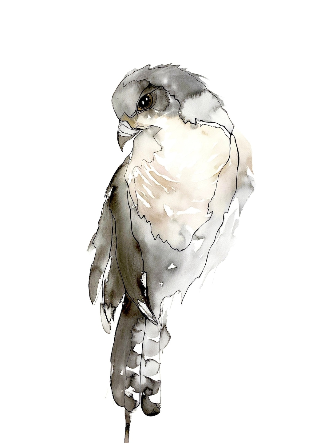 Falcon Bird Watercolor and Ink Painting, Peregrine, Print of Original ...