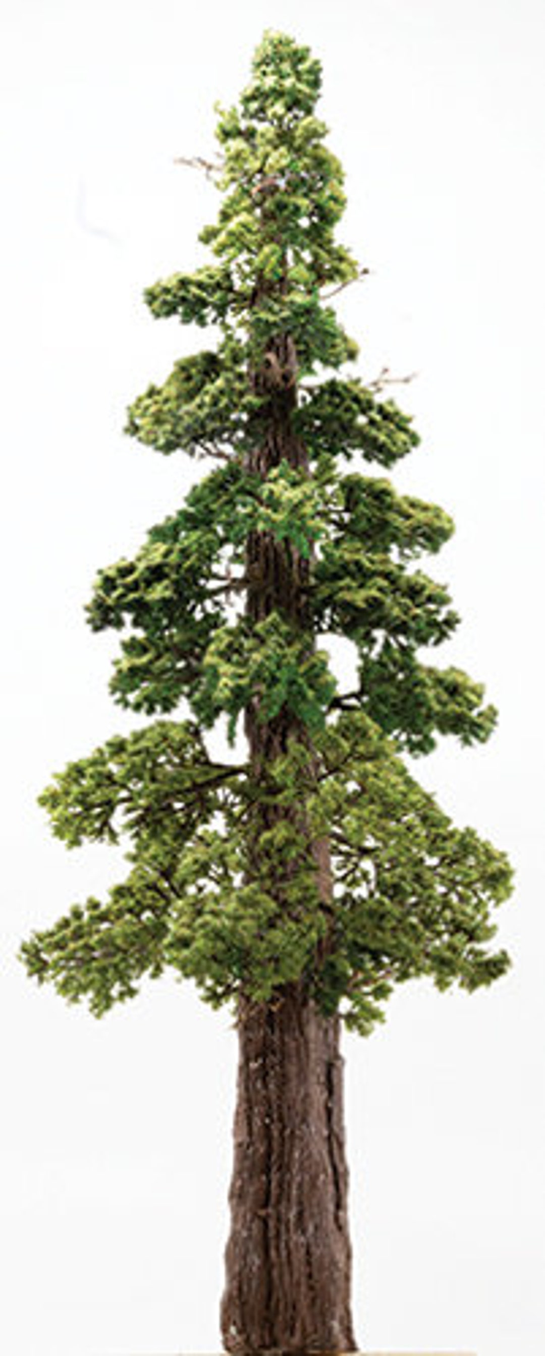 Dollhouse Miniature Handmade 21" Giant Sequoia Tree - 1/12 1/24 1:48 ...