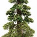 Dollhouse Miniature Handmade 21" Giant Sequoia Tree - 1/12 1/24 1:48 ...
