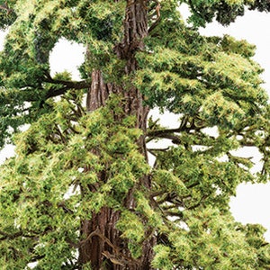 Dollhouse Miniature Handmade 21" Giant Sequoia Tree - 1/12 1/24 1:48 ...