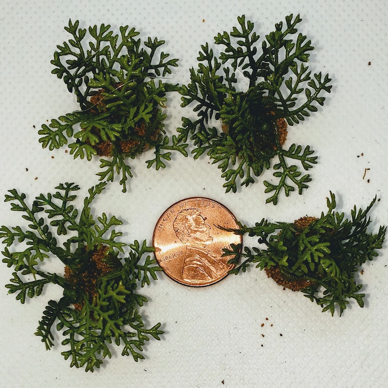 Miniature Fern - Etsy