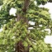 Dollhouse Miniature Handmade 17" Giant Sequoia Tree - 1/12 1/24 1:48 ...