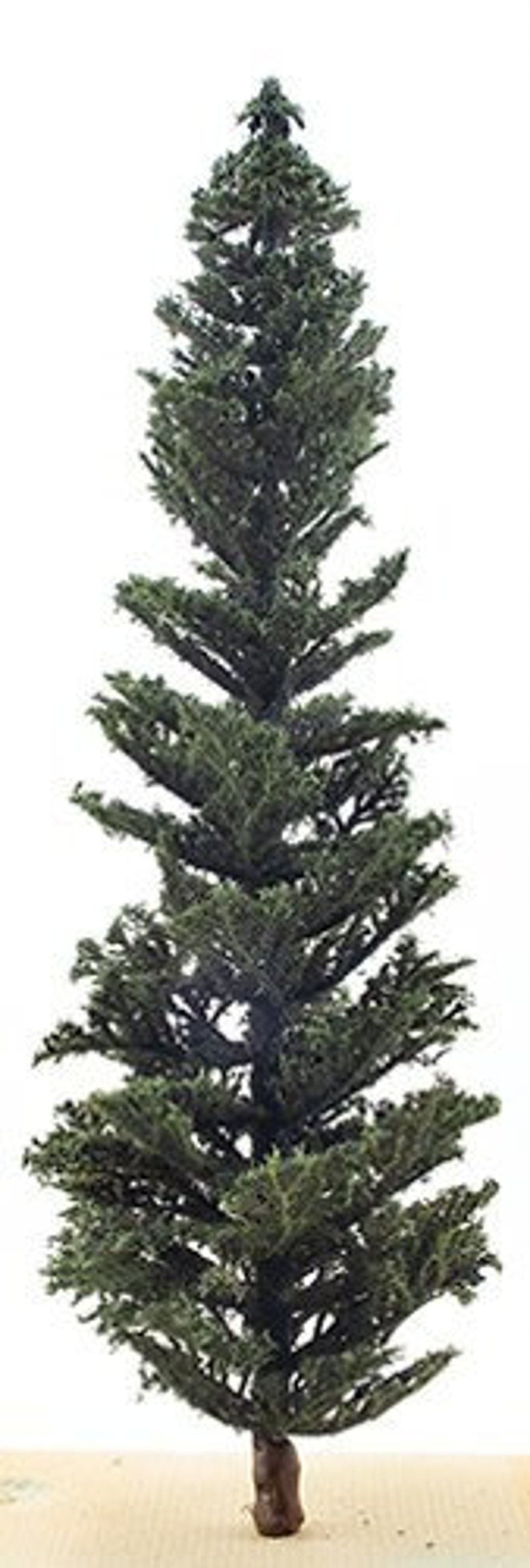 Dollhouse Miniature Conifer / Pine Tree -- 12 Inches Tall - Etsy