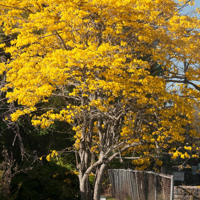 Seeds Yellow Tabebuia Tree Yellow Trumpet Tree Tabebuia - Etsy
