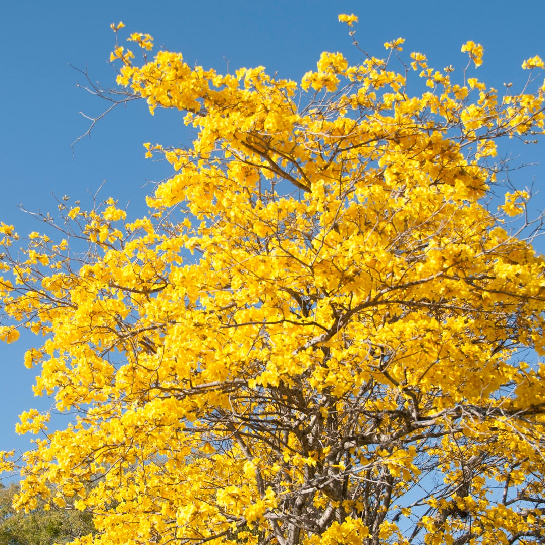 Seeds Yellow Tabebuia Tree, Yellow Trumpet Tree, Tabebuia Chrysotricha ...