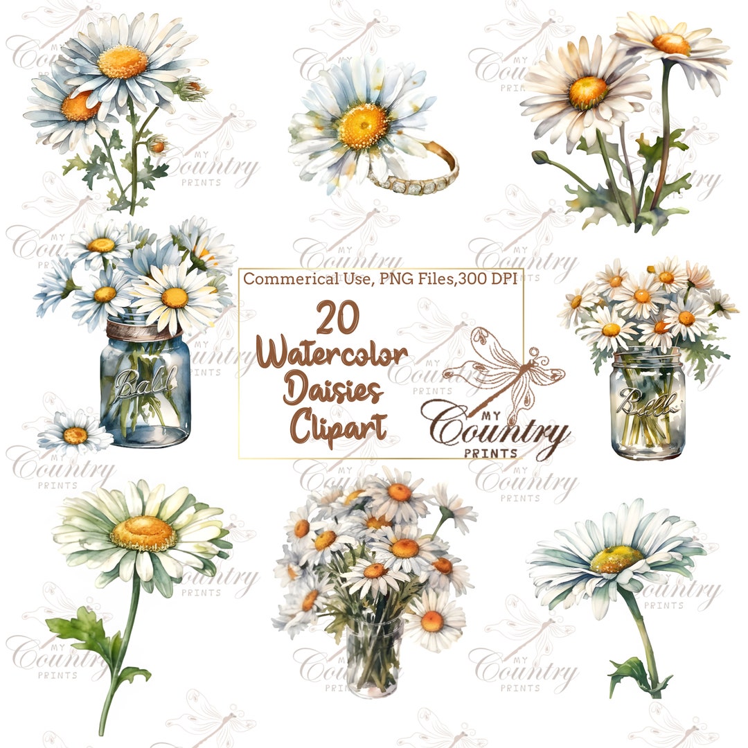 Watercolor Daisy Clipart, Spring Floral PNG (digital Download) - Etsy
