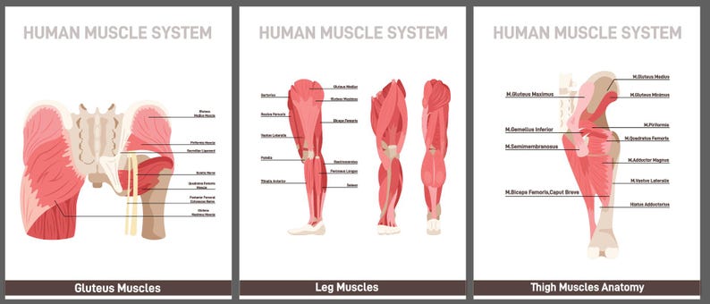Muscular System Anatomy Printable: Front & Back View (PDF) - Etsy