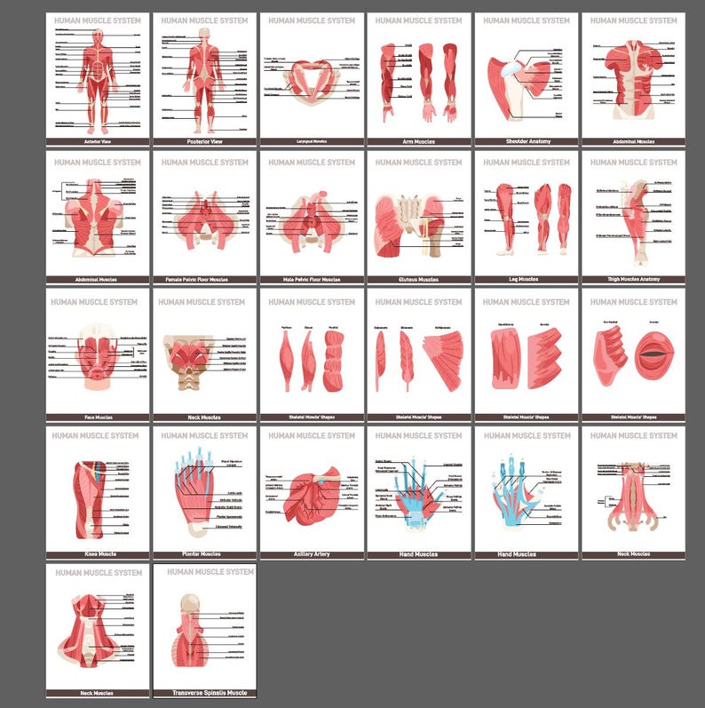 Muscular System Anatomy Printable: Front & Back View (PDF) - Etsy