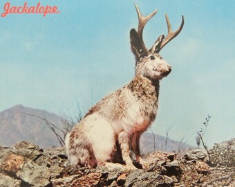 Jackalope Postcard Great West Oddity Mythical Animal | Etsy
