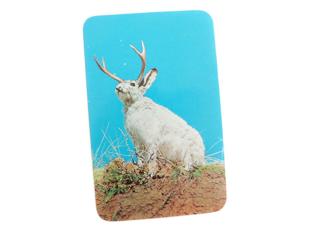 Vintage Jackalope Postcard Humor Mythical Animal Frameable Art ...