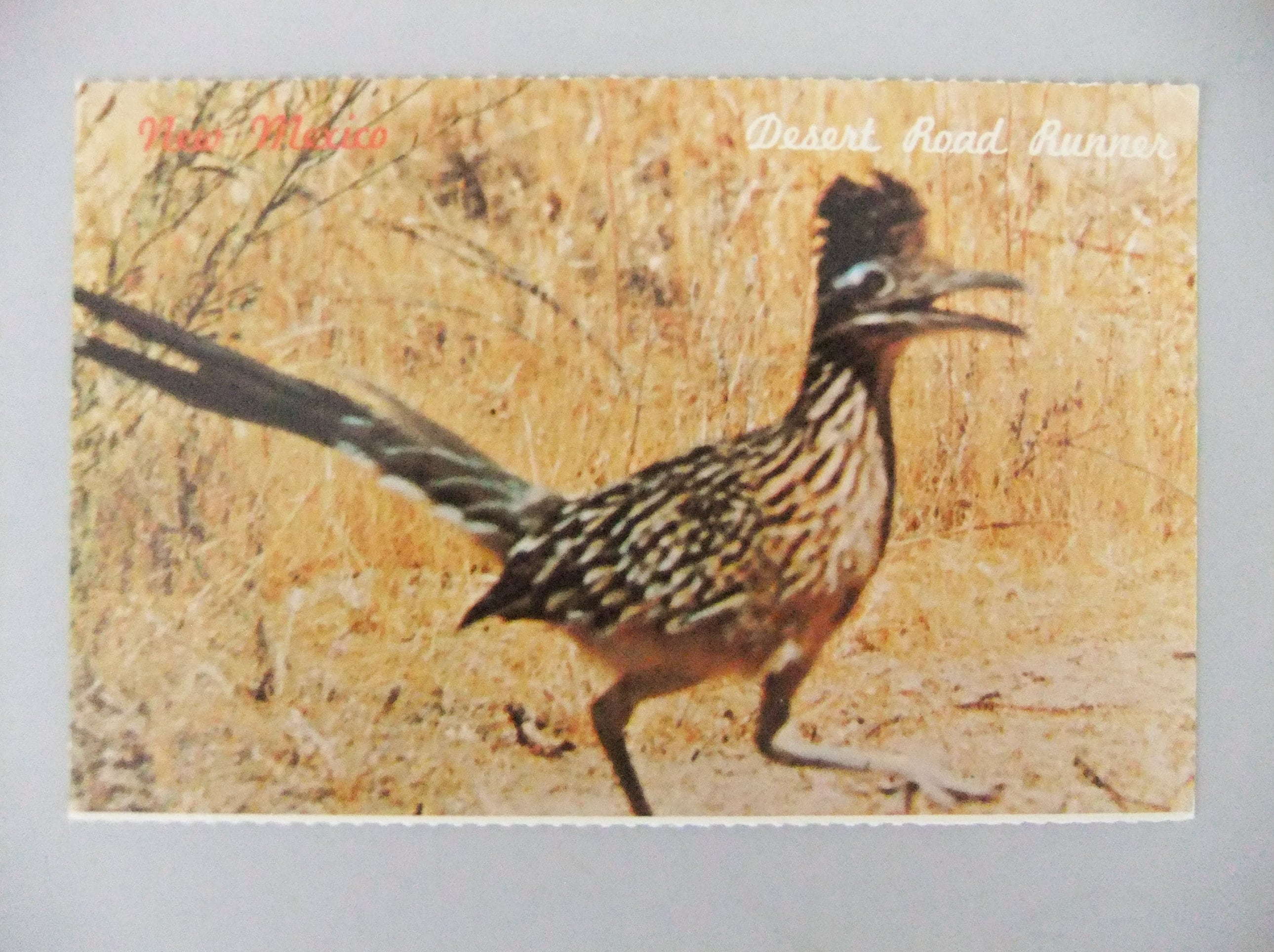 Road Runner Postcard, Desert Roadrunner Postcard, Unused Vintage New ...