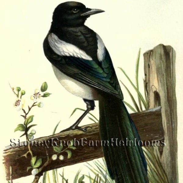 Magpie Pattern - Etsy