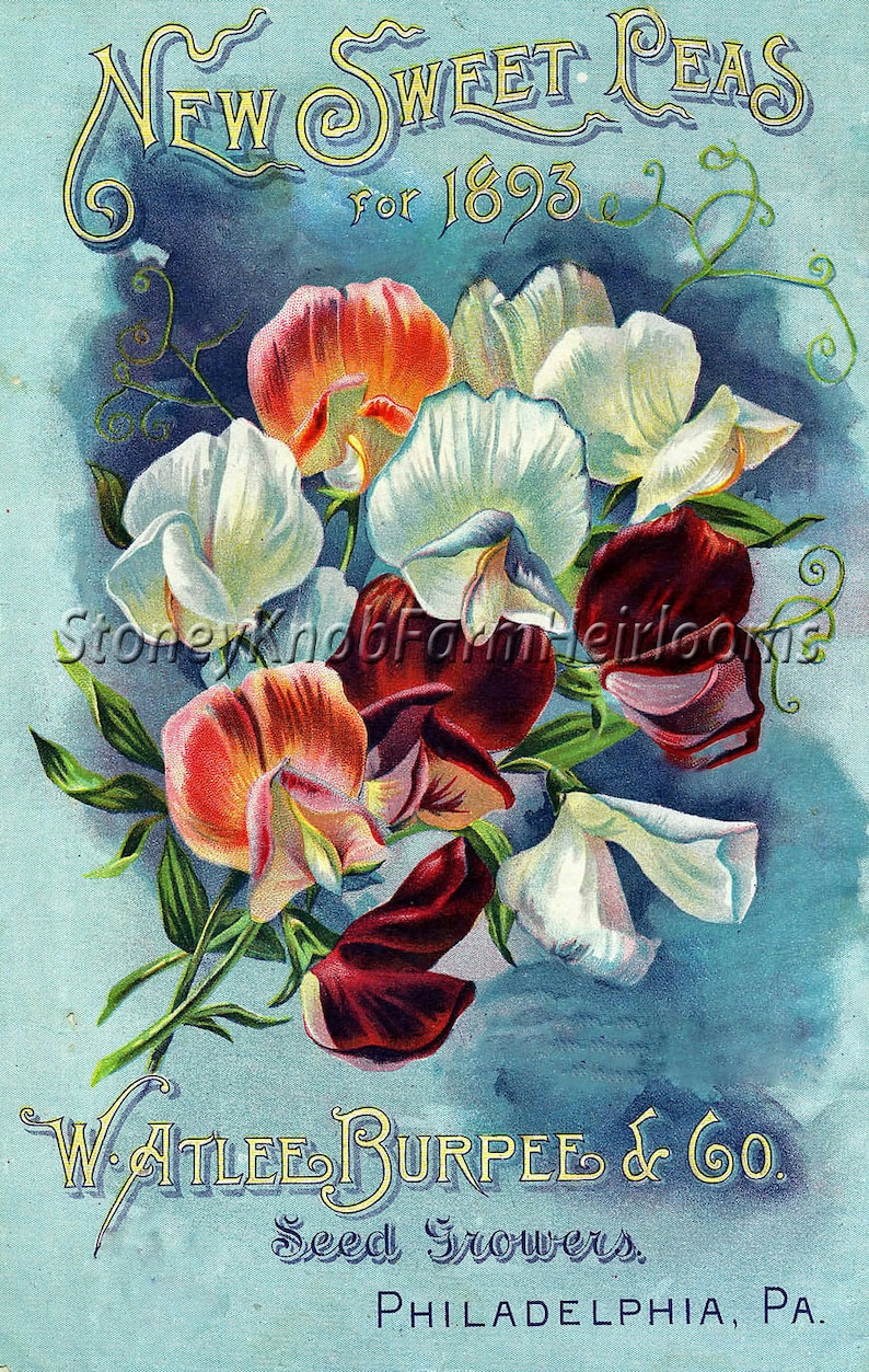 Burpee Sweet Peas 1893 Seed Catalog Art - DIY Cross Stitch Pattern in ...