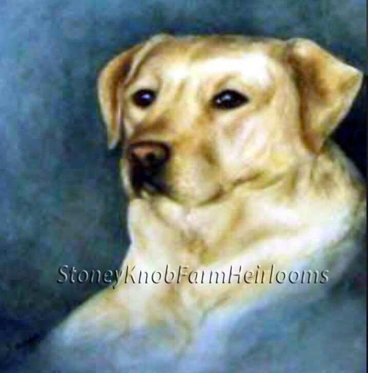 Golden Yellow Labrador Portrait ~ Dogs, Puppies ~ DIY 2 Cross Stitch ...
