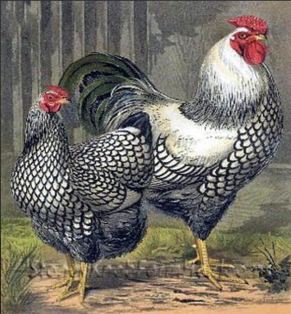 Silver Laced Chickens