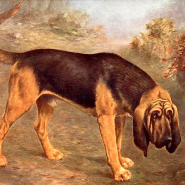 Bloodhound Cross Stitch - Etsy