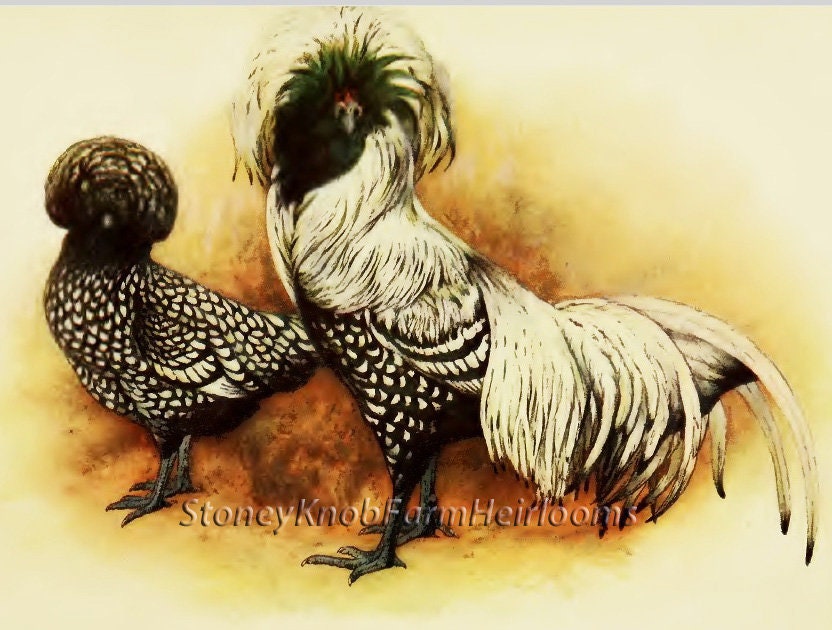 Silver Laced Polish Chickens