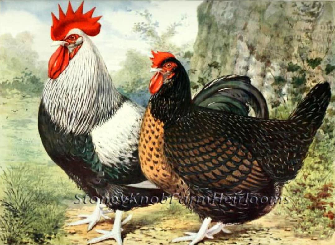 Dark Dorkings ~ Chickens, Poultry ~ DIY Cross Stitch Pattern in Color ...