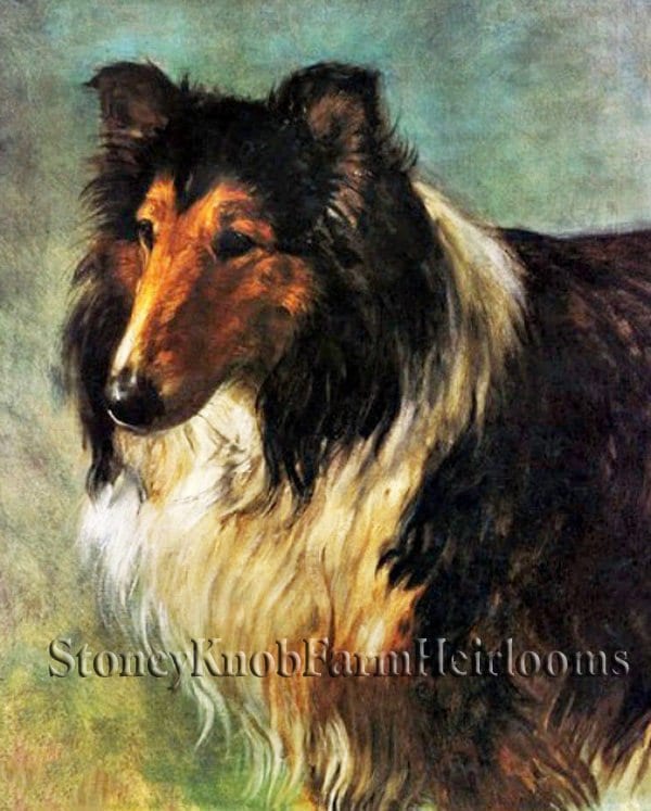 Collie Portrait ~ Dogs, Puppies ~ DIY Cross Stitch Pattern in Color and ...