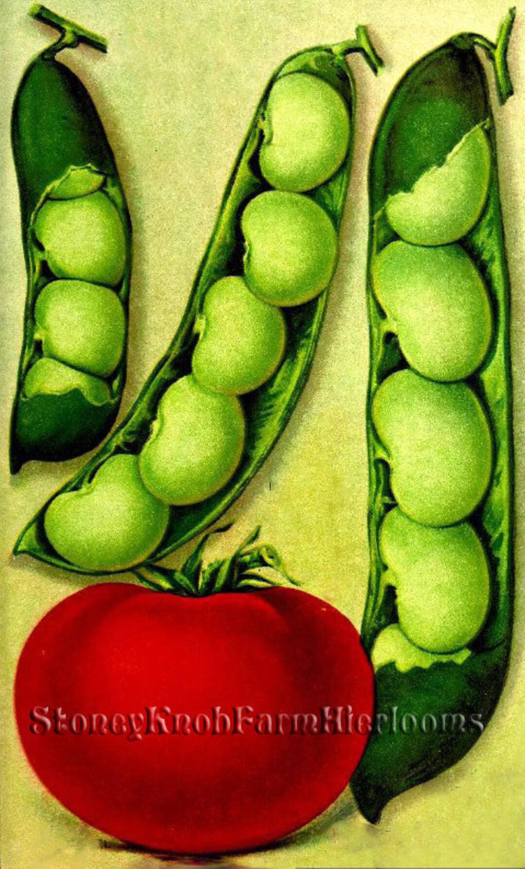 Burpee 1916 Lima Beans and Tomato ~ Seed Catalog Art - DIY Cross Stitch ...
