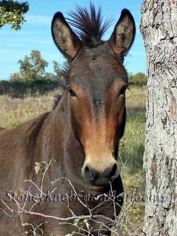 Mule Horse Donkey Cross