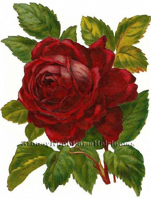Red Rose ~ Vintage Flowers ~ DIY Cross Stitch Pattern in Color and in ...