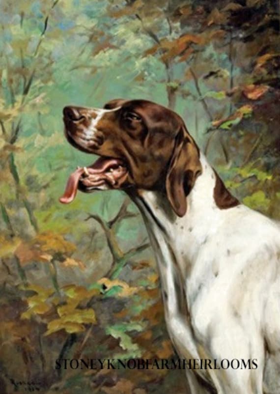 Cuccioli Di Pointer Americano