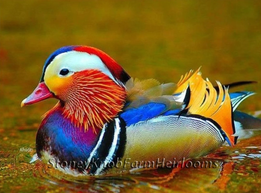 Mandarin Duck ~ Wild Birds, Ducks, Nature ~ DIY 2 Cross Stitch Patterns ...
