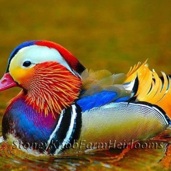 Mandarin Duck Cross Stitch - Etsy