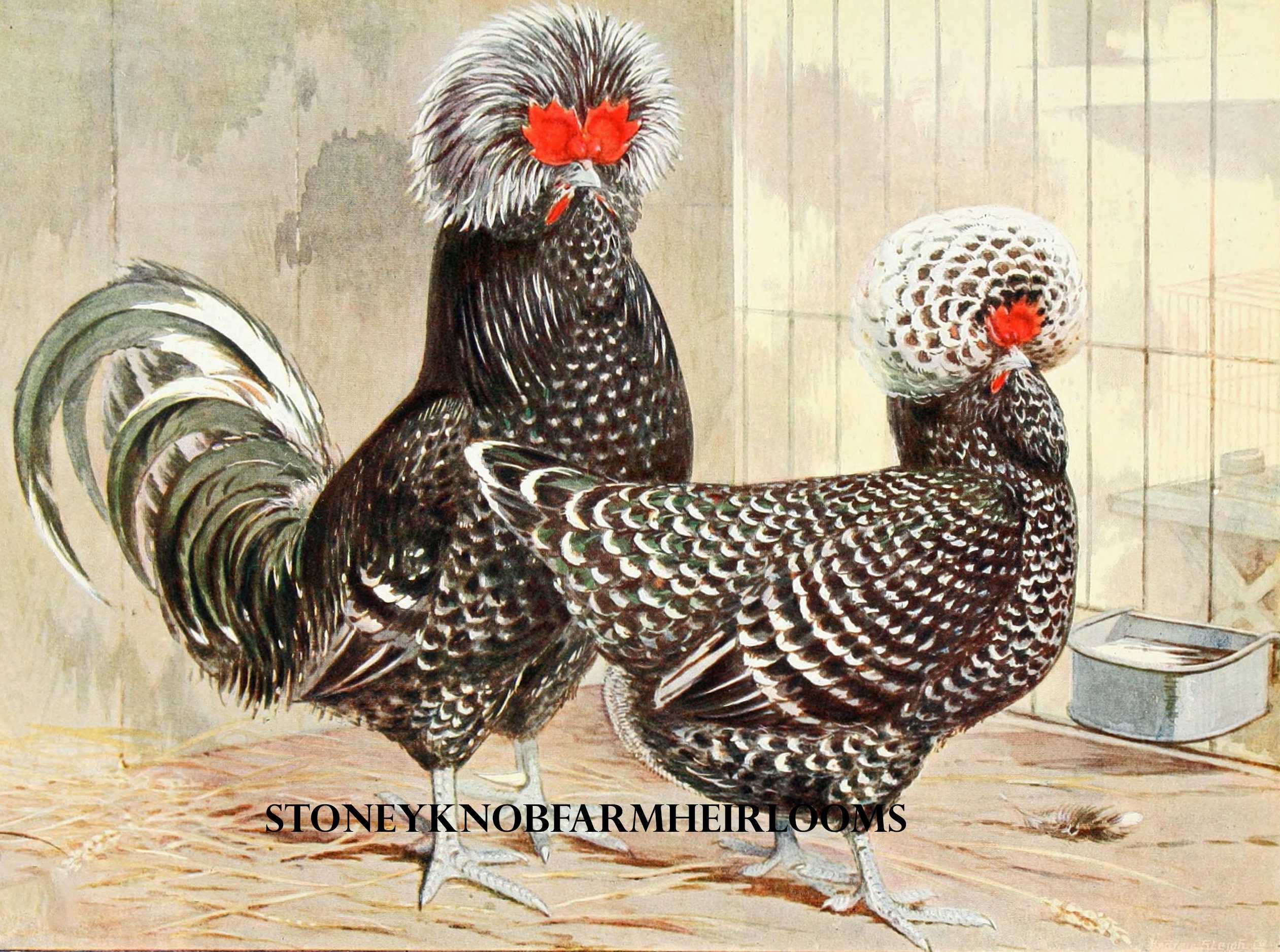 Chickens Houdans ~ Poultry Breeds ~ DIY 2 Cross Stitch Patterns ~ Color ...