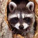 Raccoon Watchful Waiting ~ Animals, Nature ~ DIY 2 Cross Stitch ...