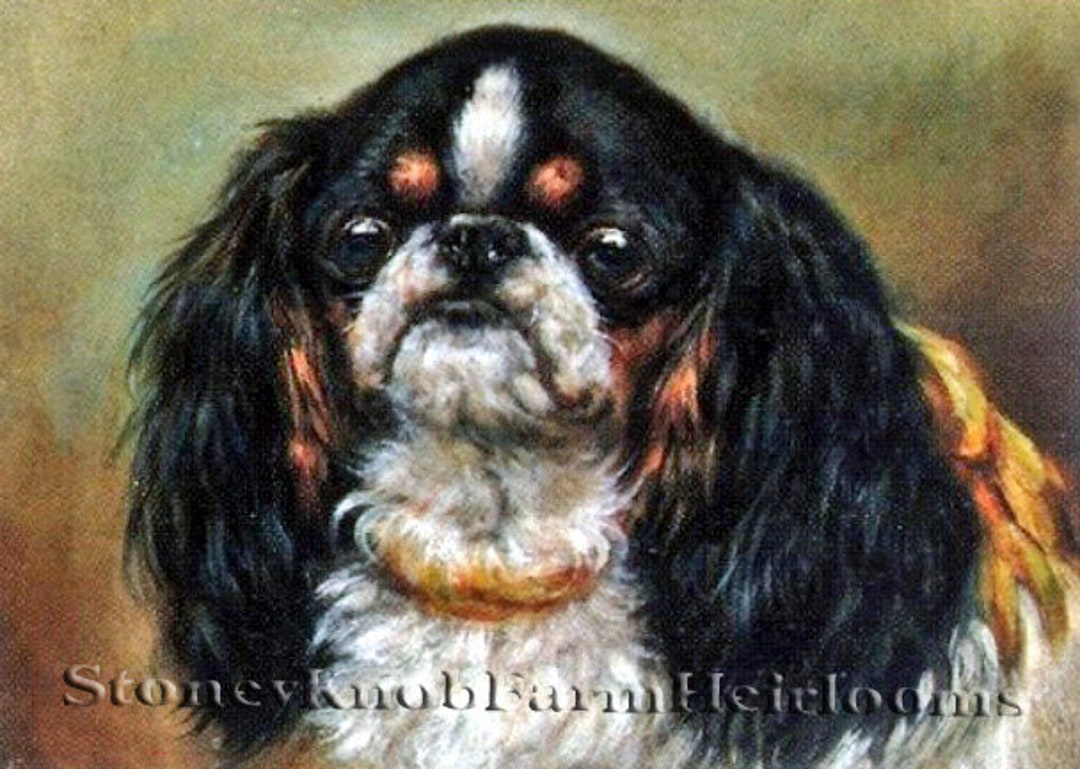 King Charles Spaniel Portrait ~ Dogs, Puppies ~ DIY 2 Cross Stitch ...