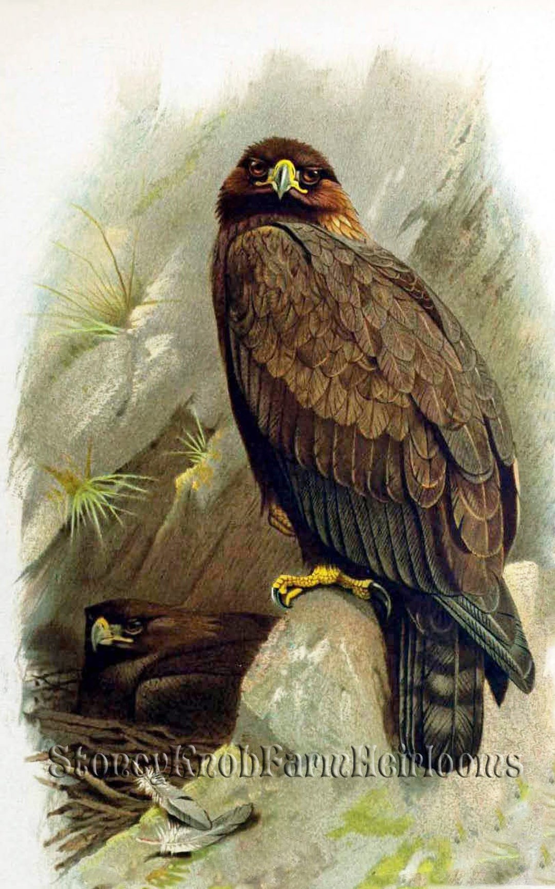 Golden Eagles ~ Archibald Thorburn ~ Birds ~ 2 DIY Cross Stitch ...