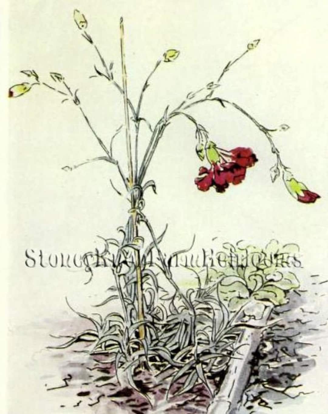 Carnation Study ~ Beatrix Potter ~ Flowers ~ DIY 2 Cross Stitch ...