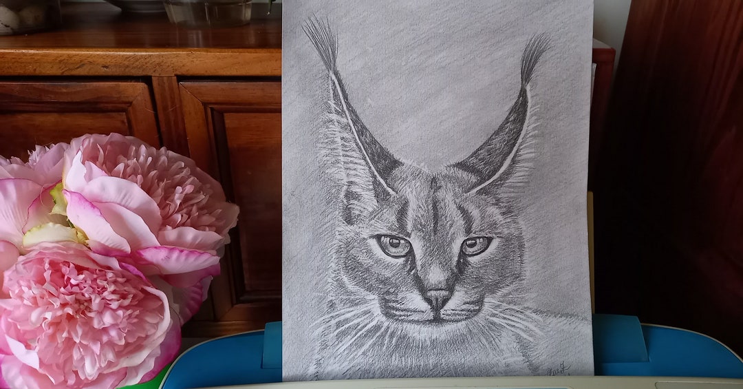 Pencil Drawing Art of Lynx, Realistic Pencil Drawing, Realistic Wild ...