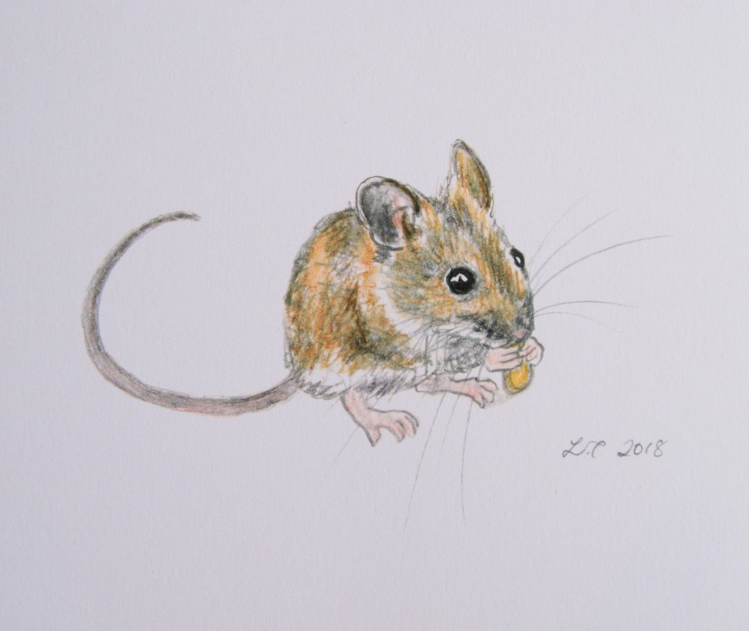 Woodmouse Print, Art Print, Wildlife Print, Watercolour Print. - Etsy