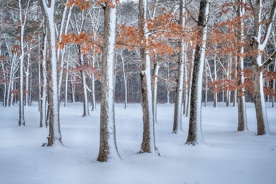 Winter Stand Bare Trees Snowy Forest Fresh Snow Leaves - Etsy