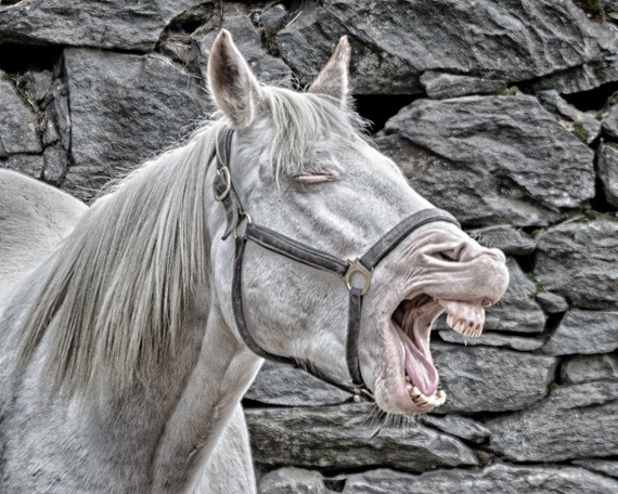 Cheval blanc 3: cheval riant cheval fou visage drôle - Etsy France