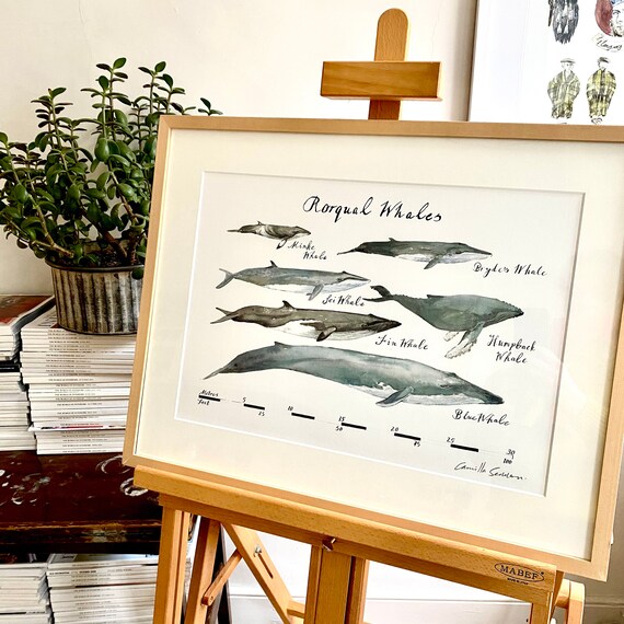 Rorqual Whale Chart Signed Botanical Style A3 Print on | Etsy