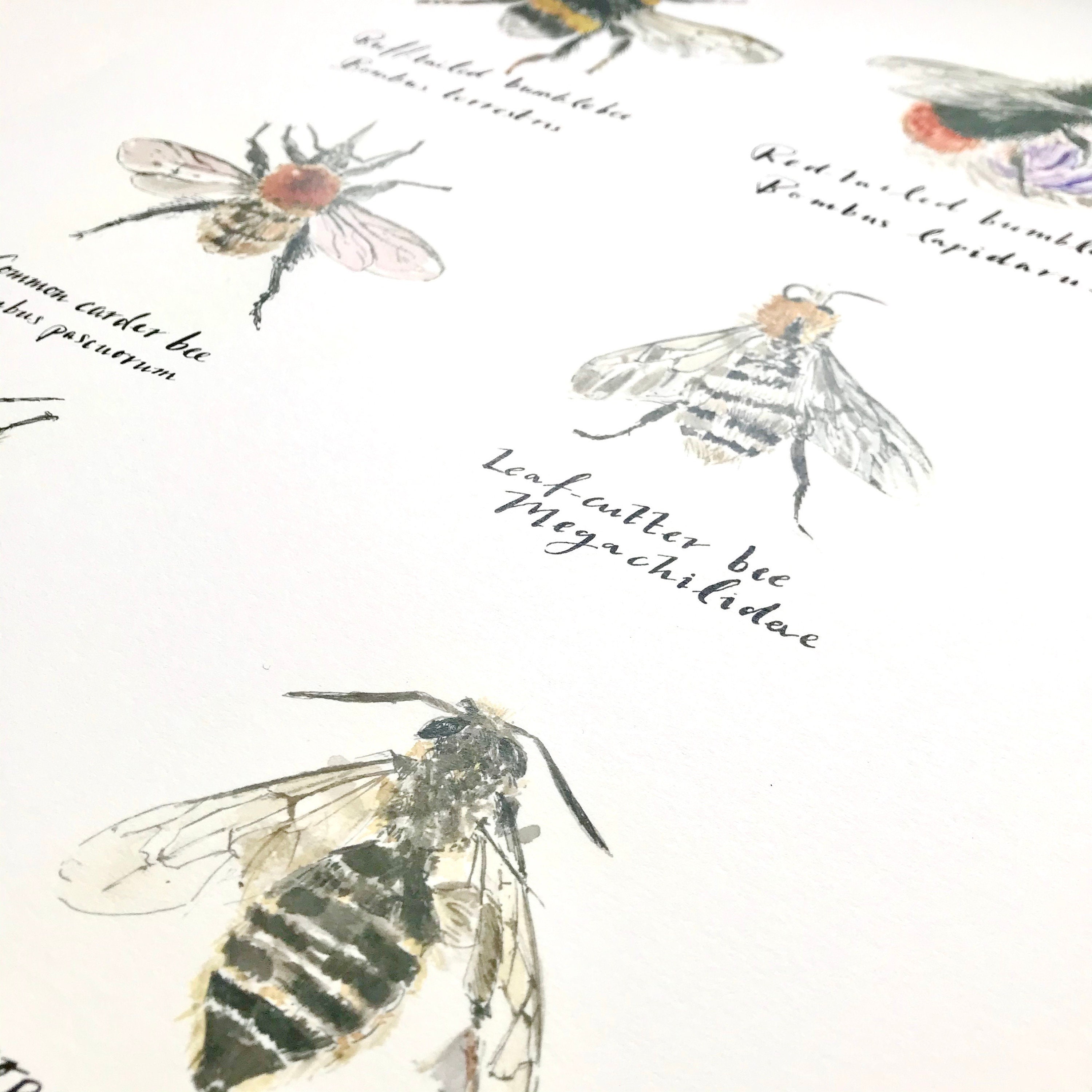 Bee Chart open edition signed print | Etsy