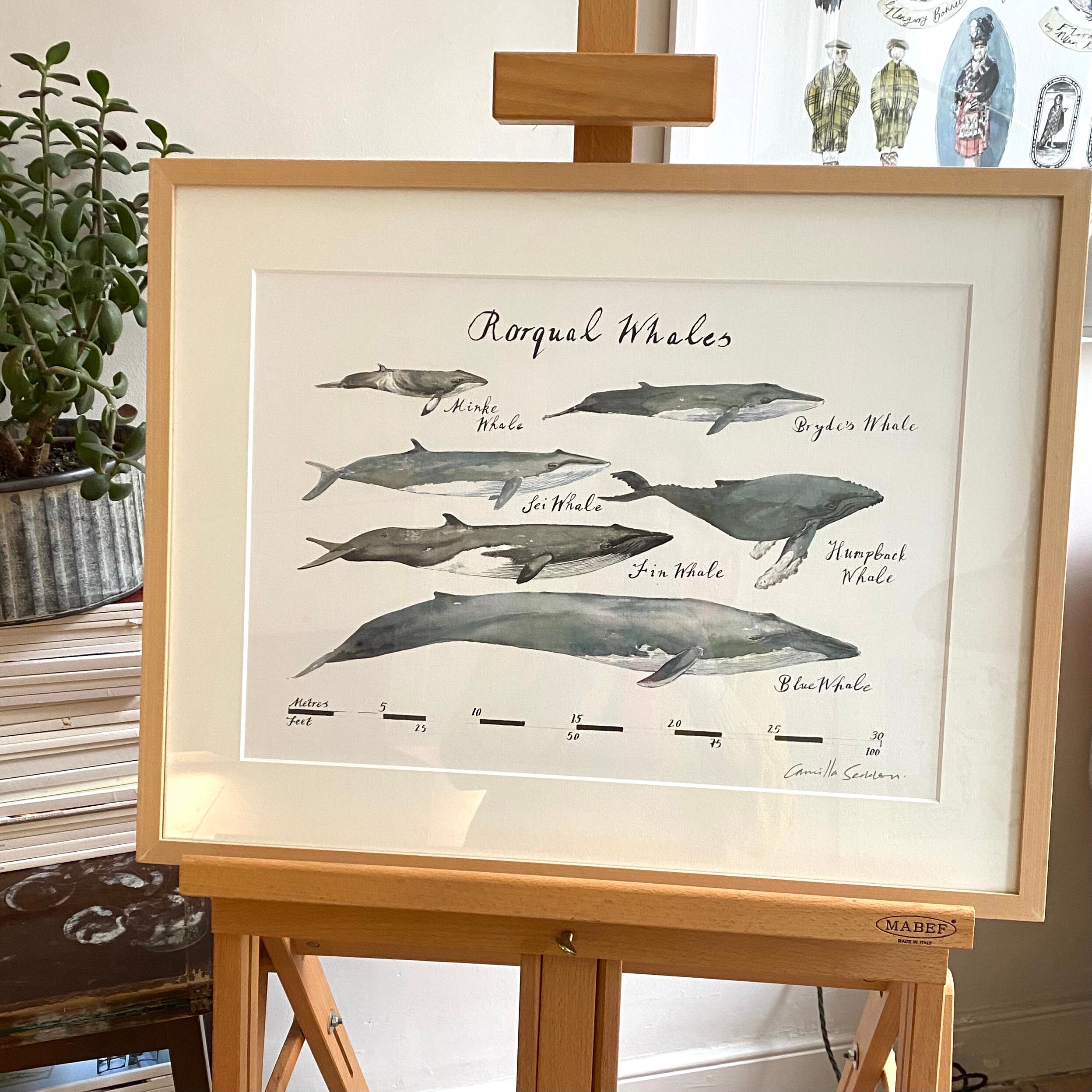Rorqual Whale Chart, Signed Botanical Style A3 Print on Unbleached ...