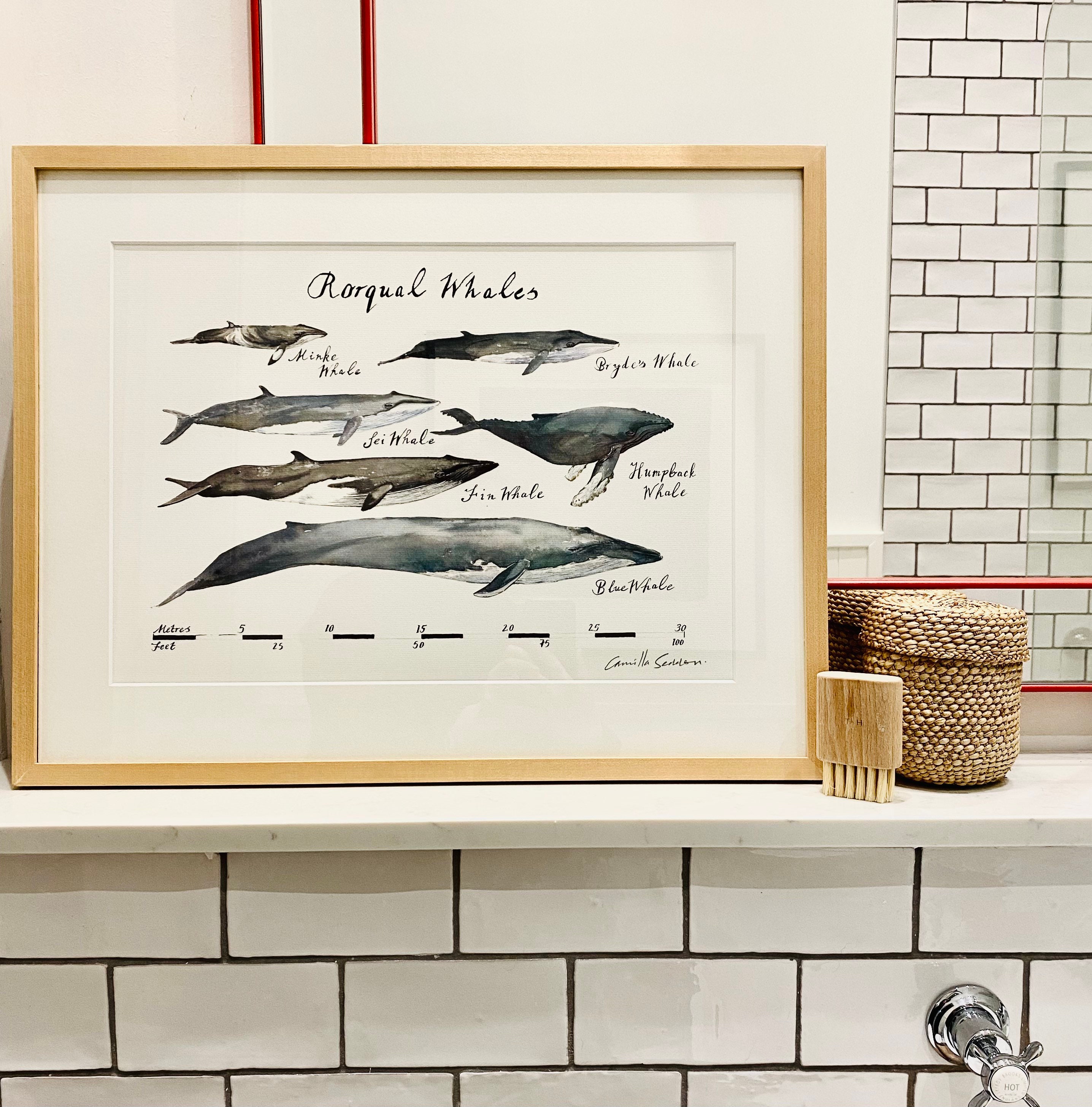 Rorqual Whale Chart, Signed Botanical Style A3 Print on Unbleached ...