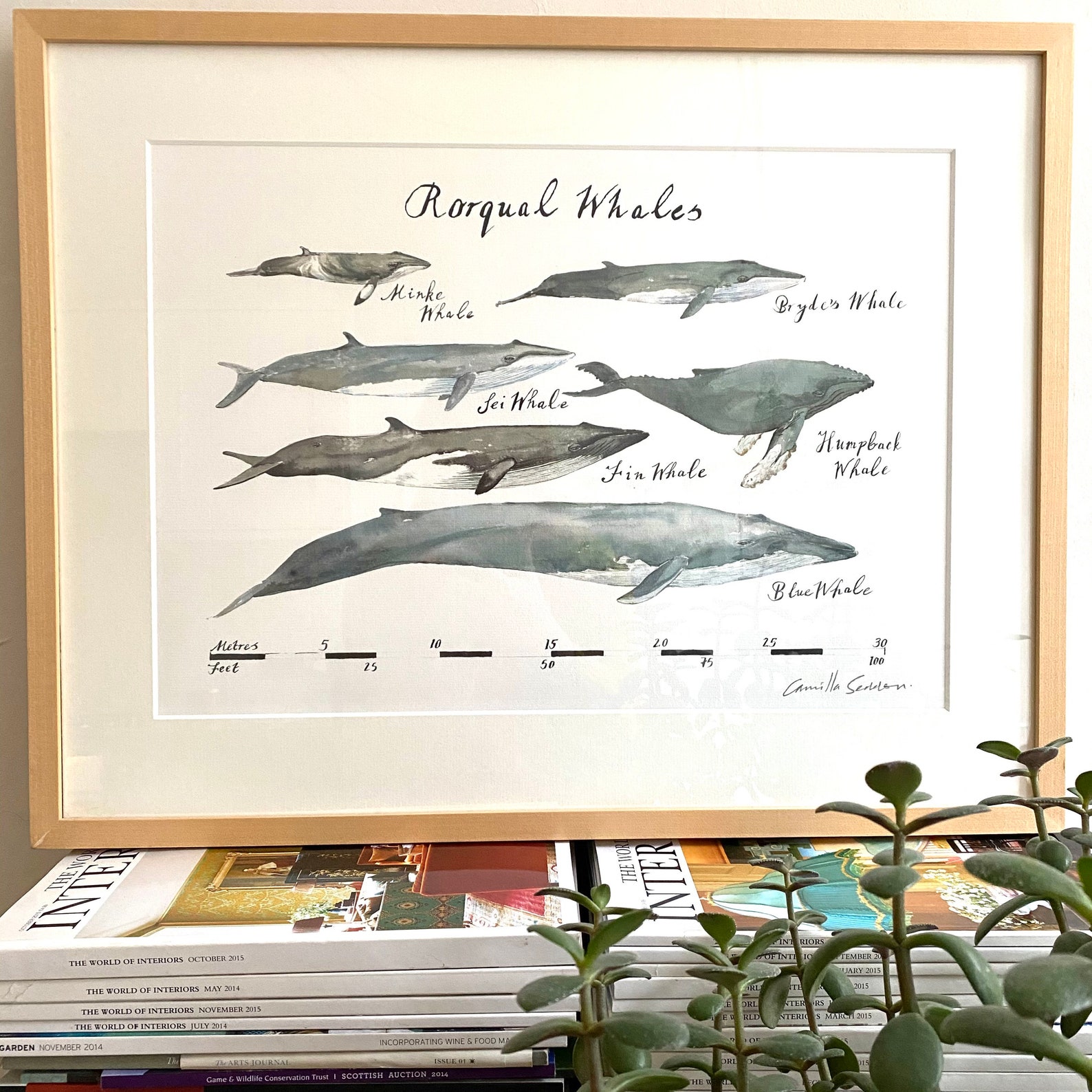 Rorqual Whale Chart, Signed Botanical Style A3 Print on Unbleached ...