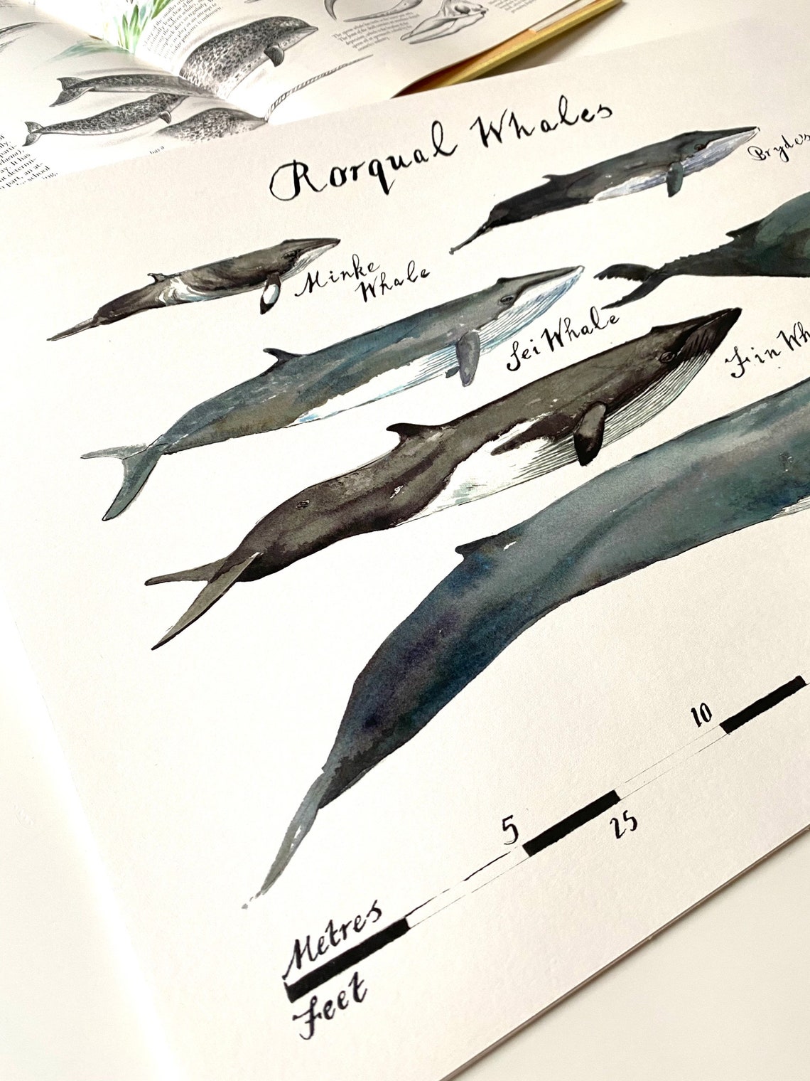 Rorqual Whale Chart Signed Botanical Style A3 Print on - Etsy